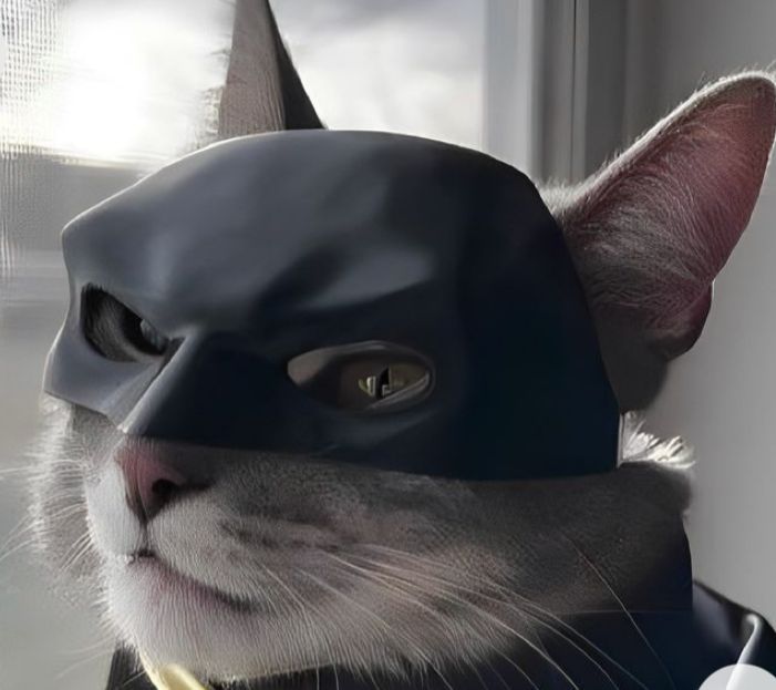 MASCARA DE BATMAN PARA GATO – Mascotas dafican